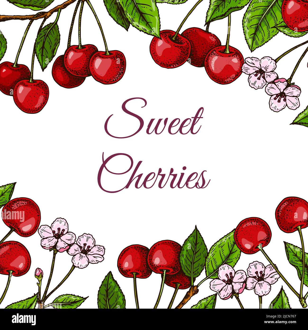 Colorful square cherry design. Vector illustration in colored sketch ...