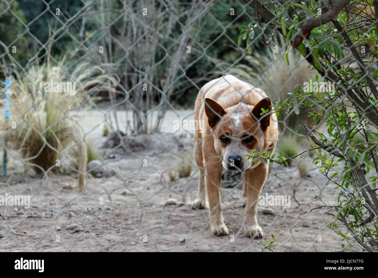 dog locked in the field Stock Photo - Alamy