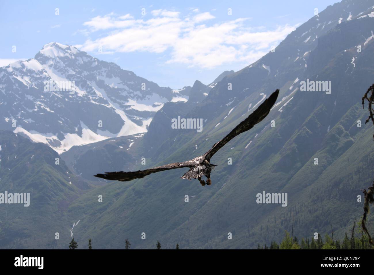 bald eagle flying away Stock Photo - Alamy