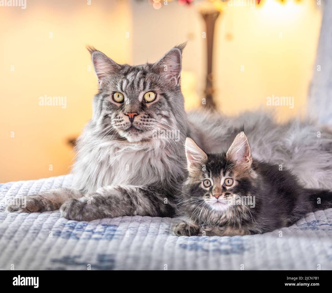 Male Maine Coon Cat lying on bed with kitten offspring Stock Photo - Alamy