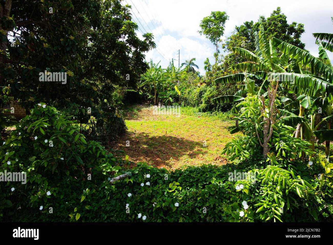 jungle and farm grazing land view with banana palms behind and clouds ...