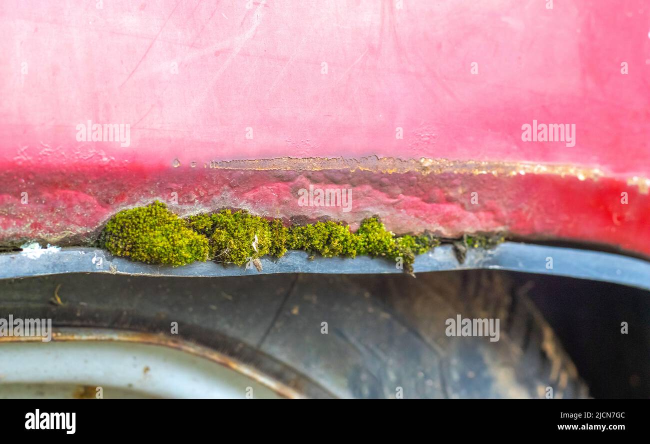 Detail of an old abandoned rusty red car. Moss grows on the wing of the ...