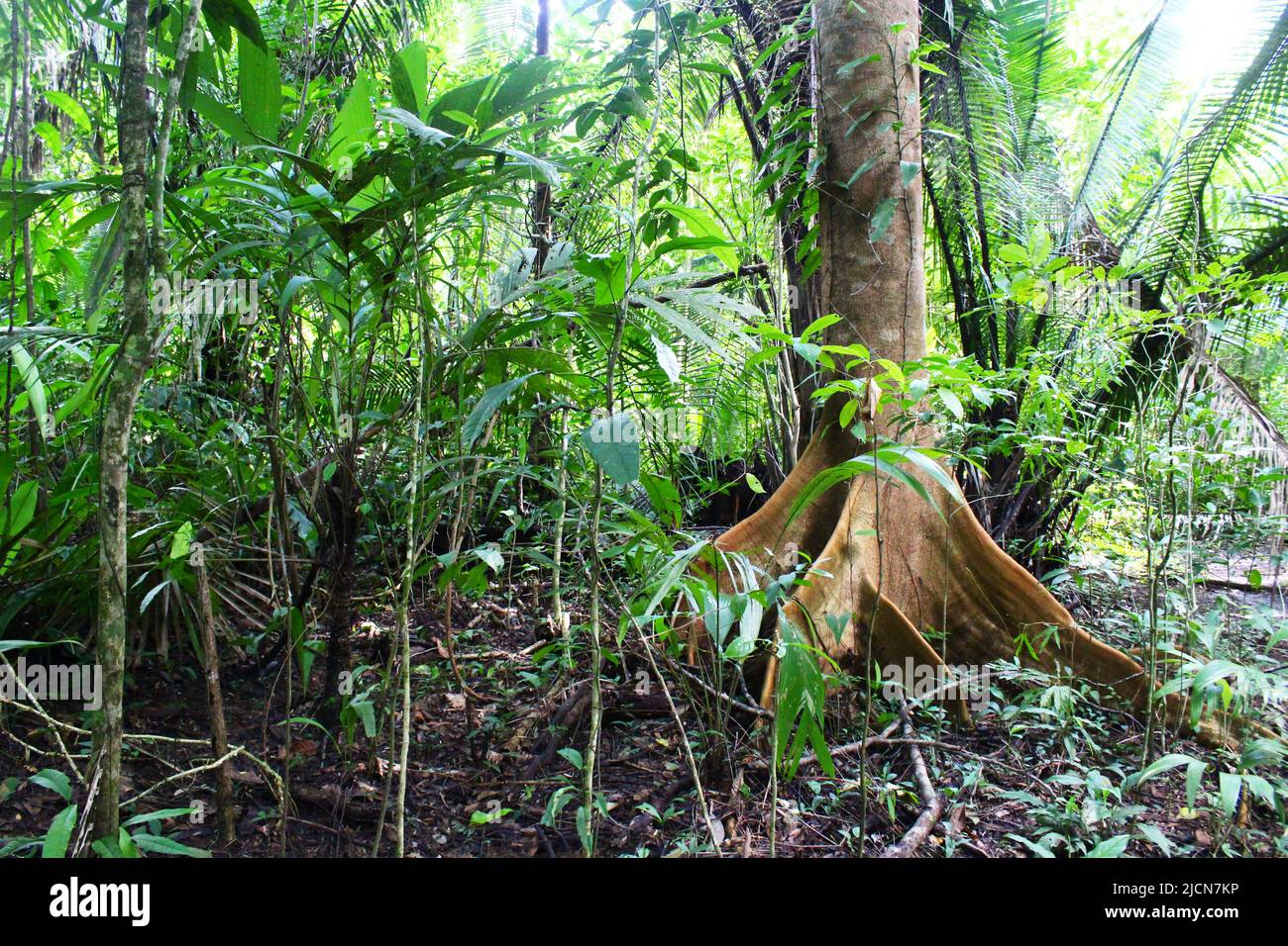 jungle tree with buttress roots and palms in the background Stock Photo ...