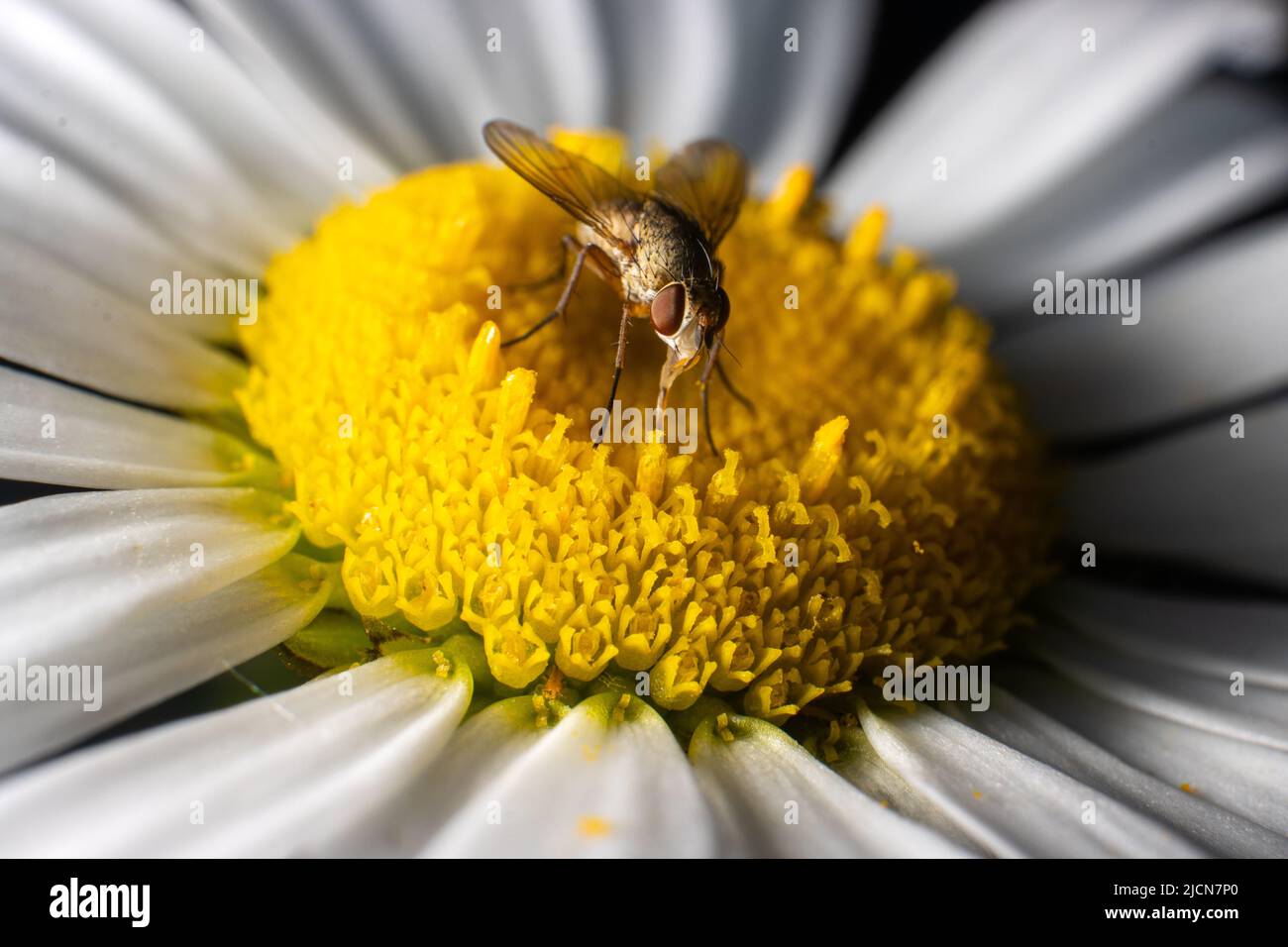Fly rests hi-res stock photography and images - Alamy