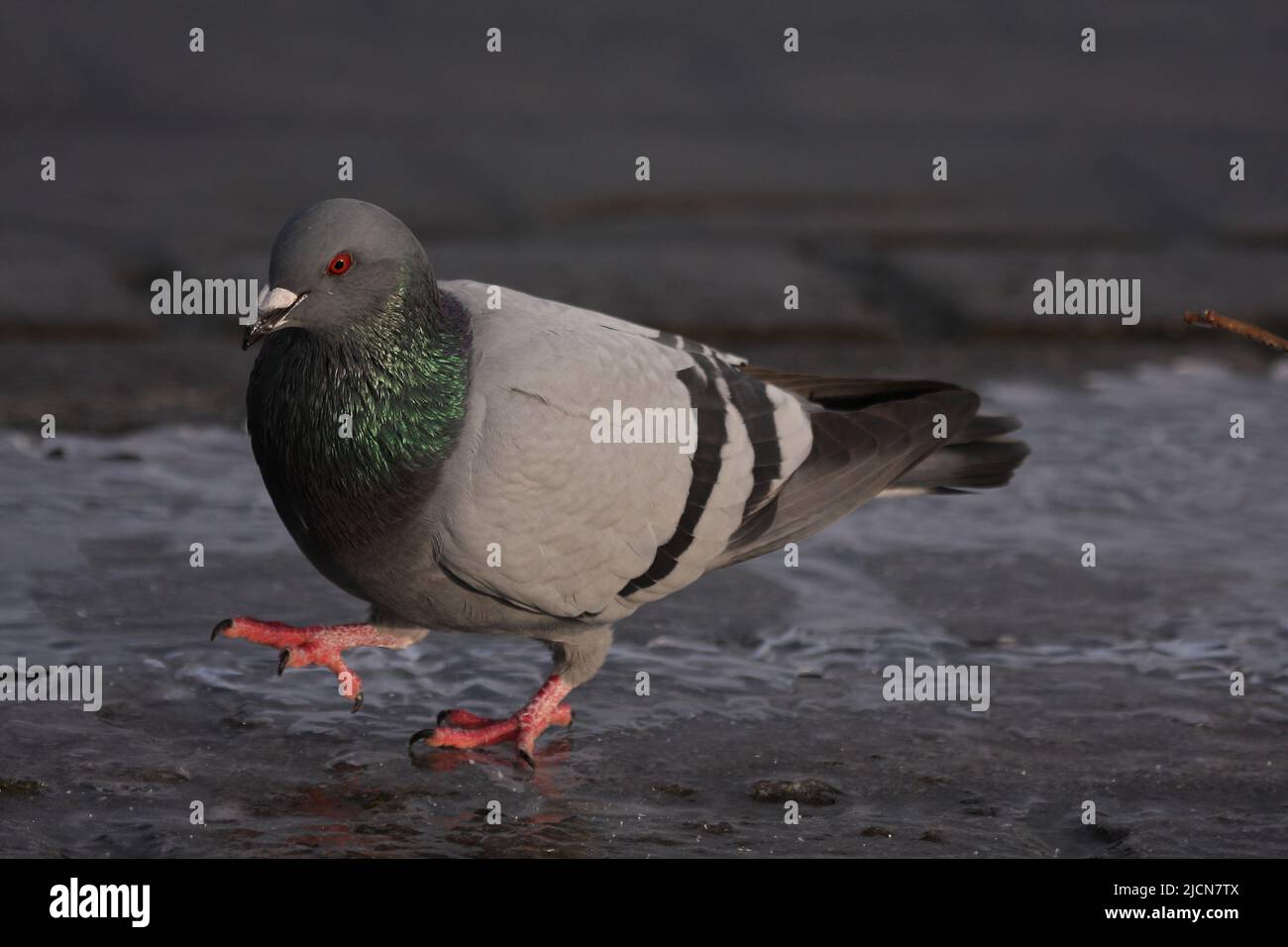 pigeon walking on an ice field in winter Stock Photo - Alamy