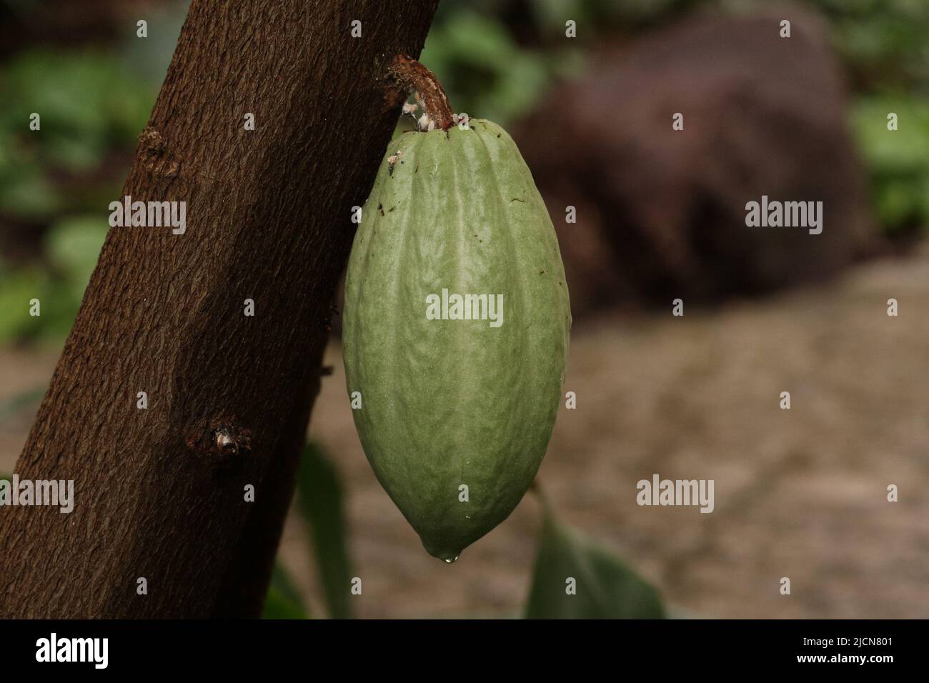 unripe pod of cacao green color on a trunk in the jungle Stock Photo ...