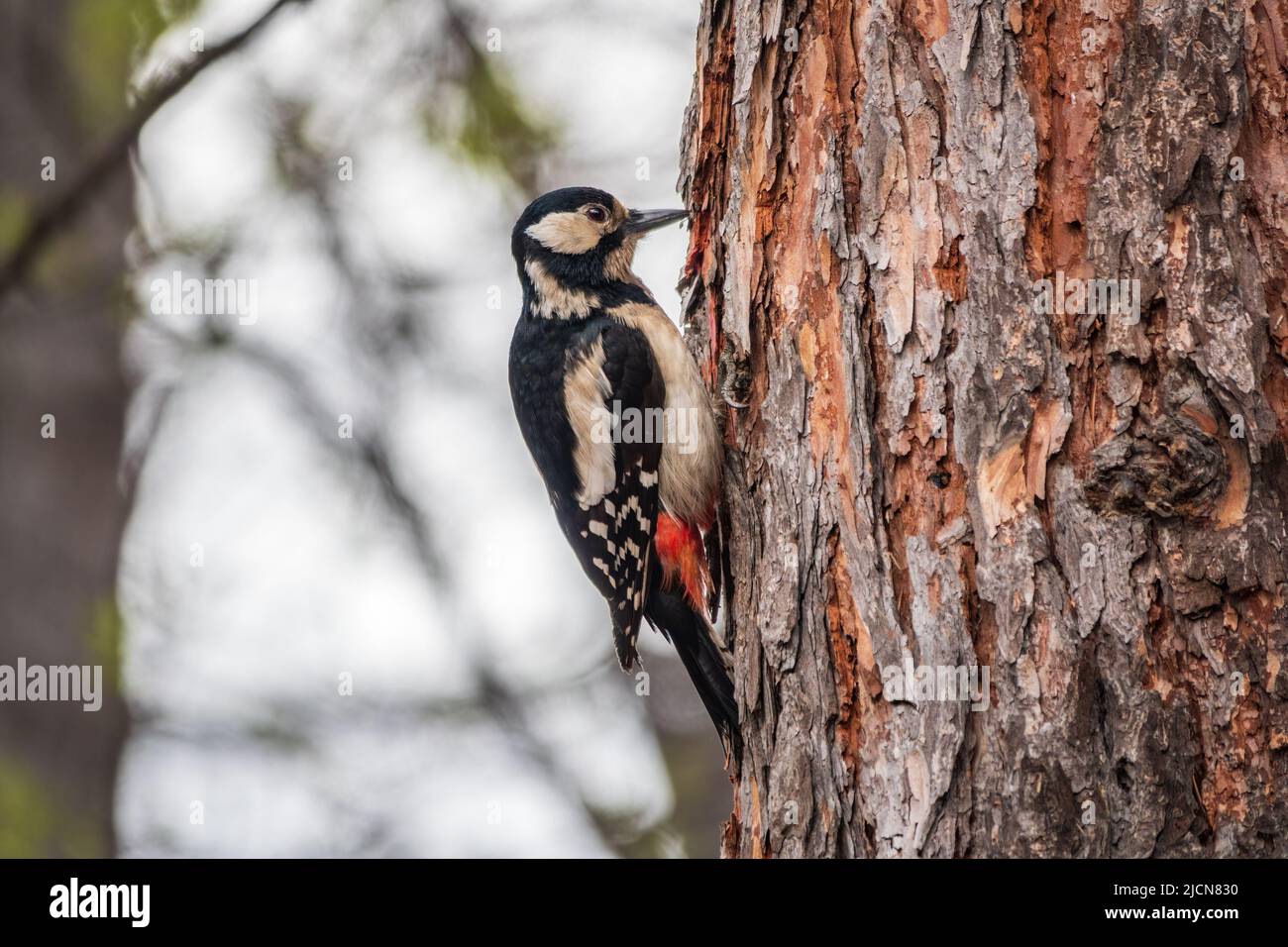 Little woodpecker sits on a tree trunk. A woodpecker obtains food on a ...