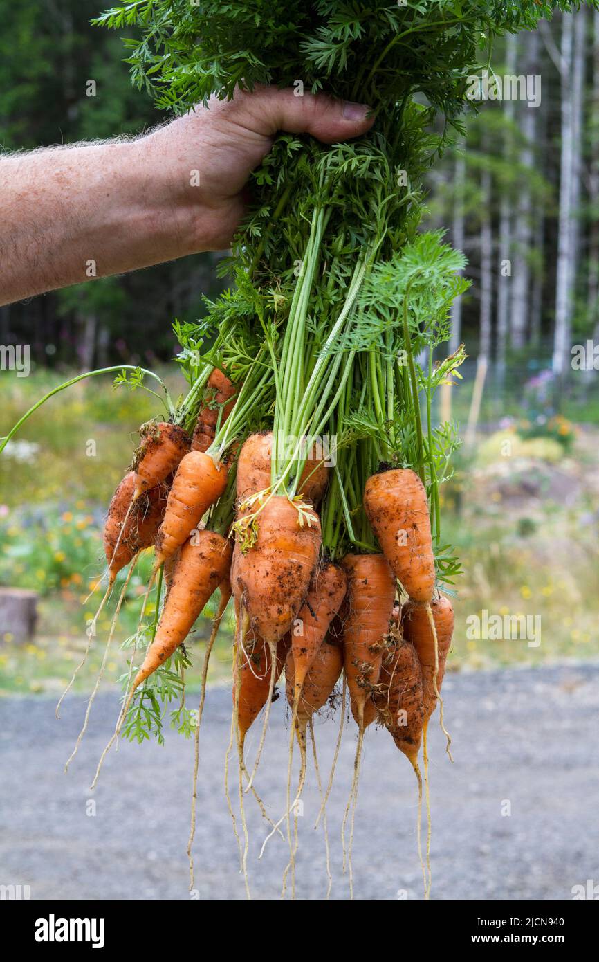 Hand holding carrots hi-res stock photography and images - Alamy
