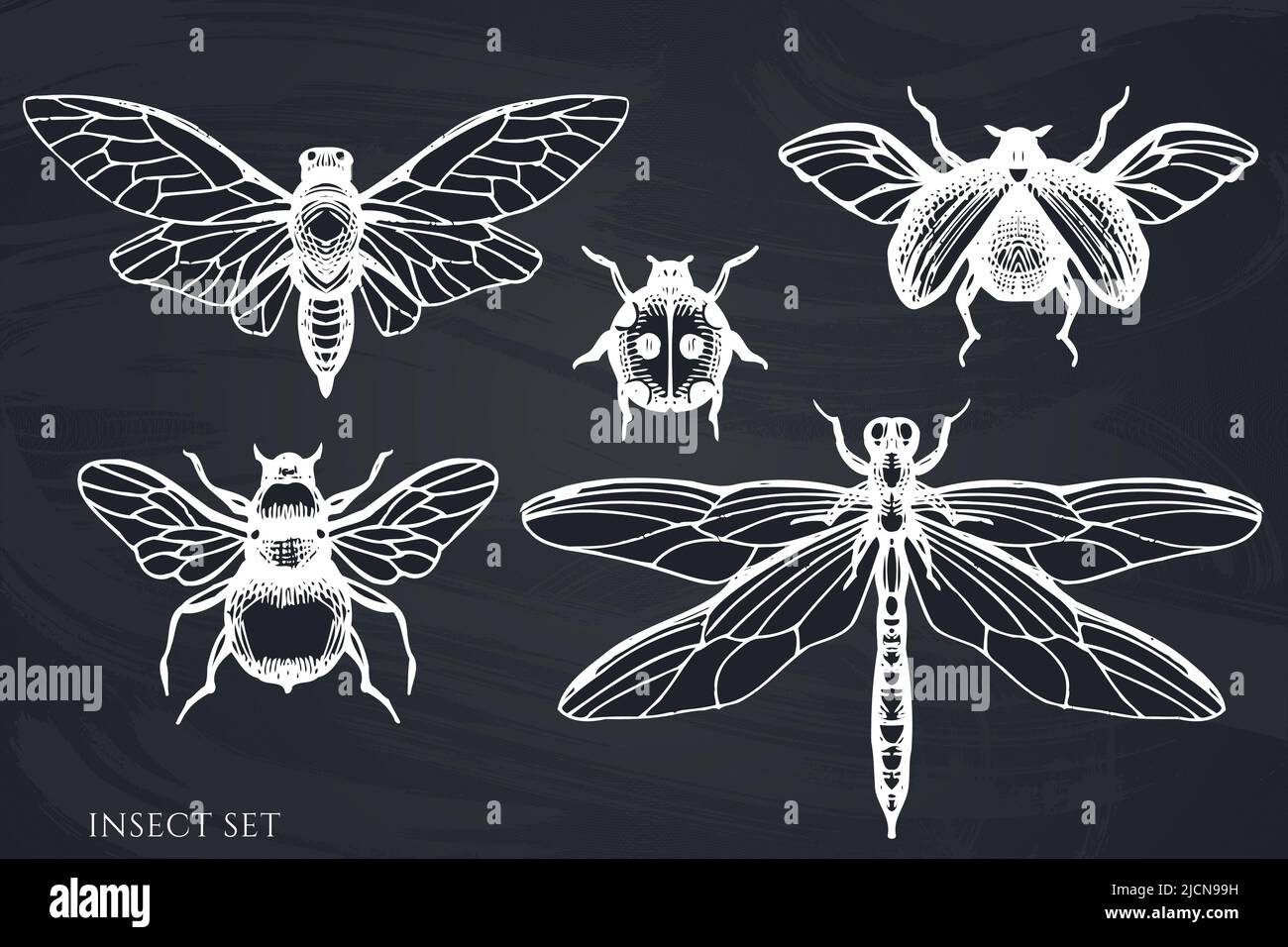 Tea herbs hand drawn vector illustrations collection. Chalk insect ...