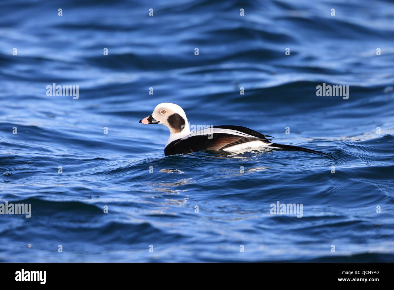 Long-tailed Duck (Clangula hyemalis) male in Hokkaido, Japan Stock ...