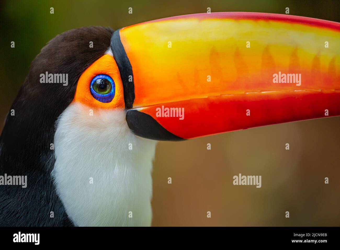 Toucan side profile close-up in Pantanal, Brazil Stock Photo - Alamy