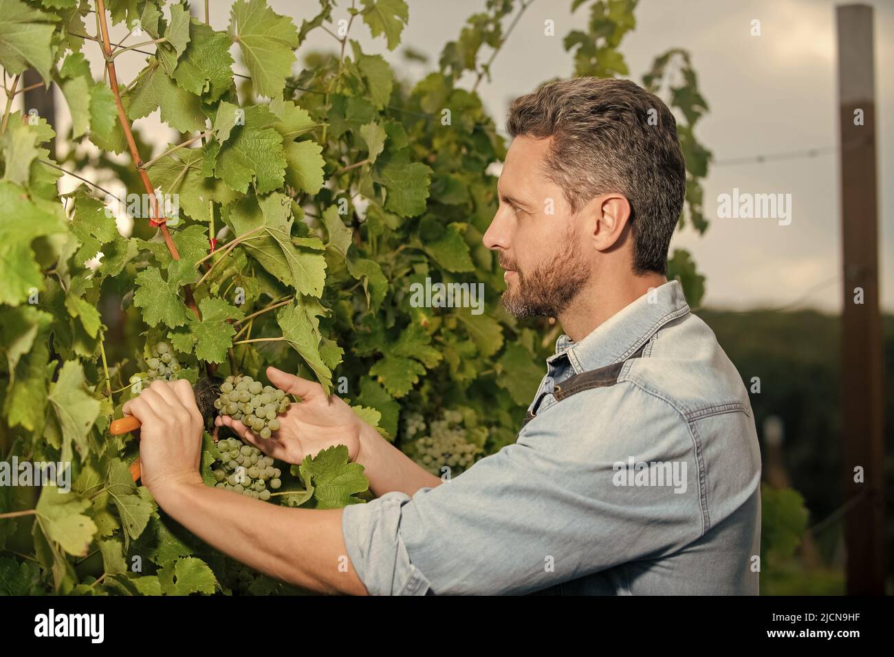 grapevine cut by viticulturist with scissors, harvesting Stock Photo ...