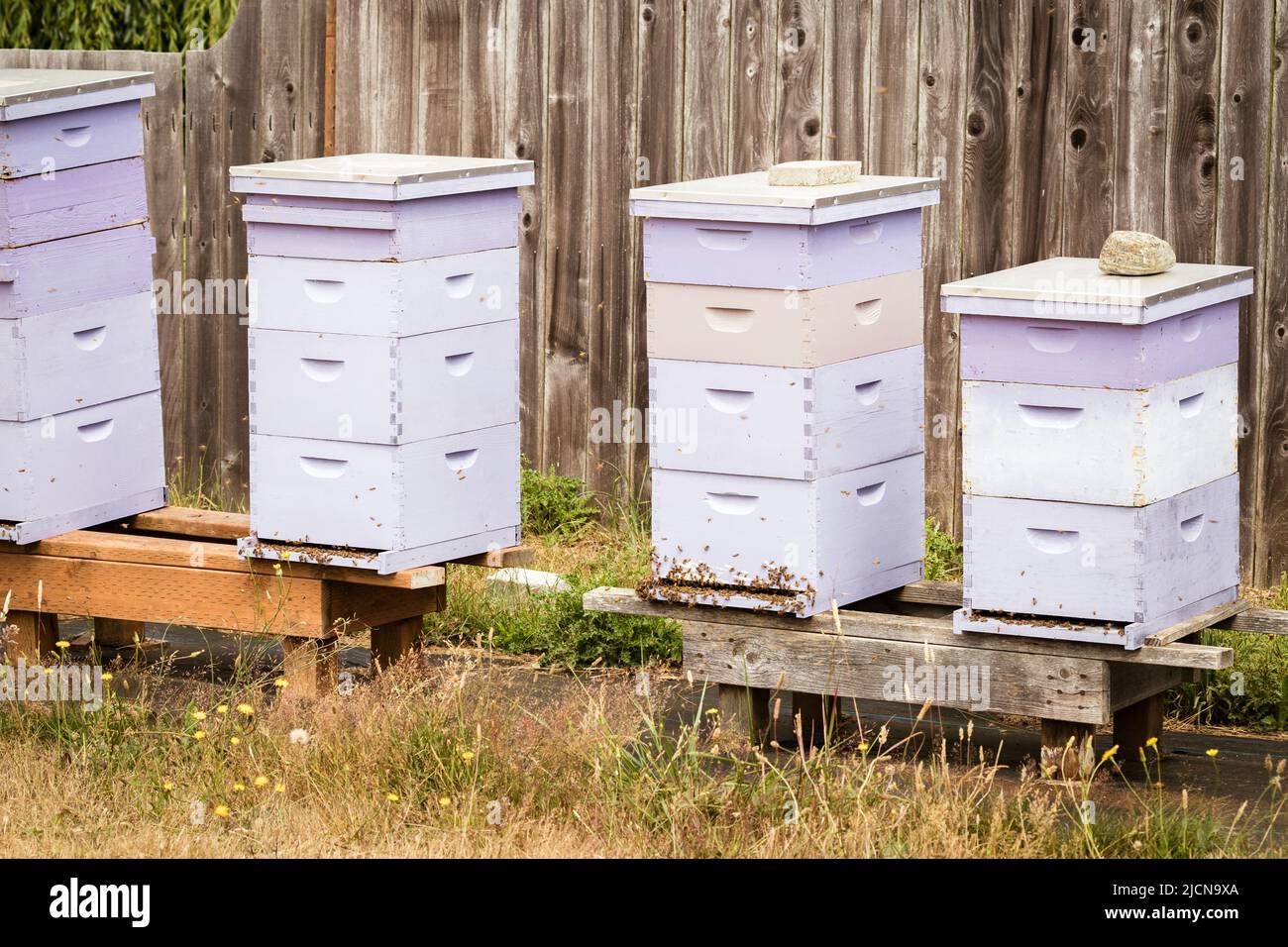Lavender Purple Beehive Apiary at Lavender Farm Stock Photo - Alamy
