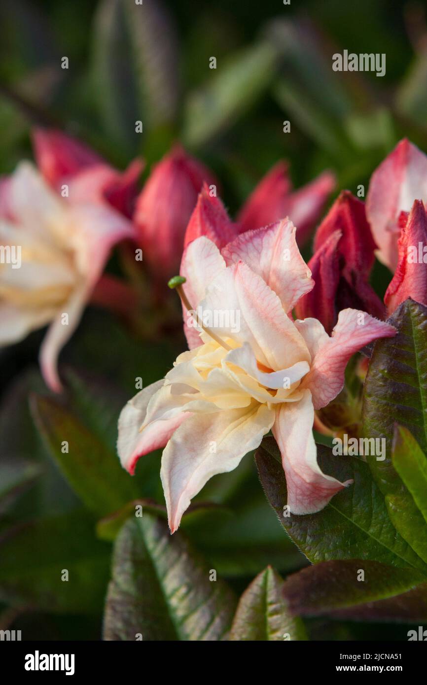 Azalea x cannons double hi-res stock photography and images - Alamy
