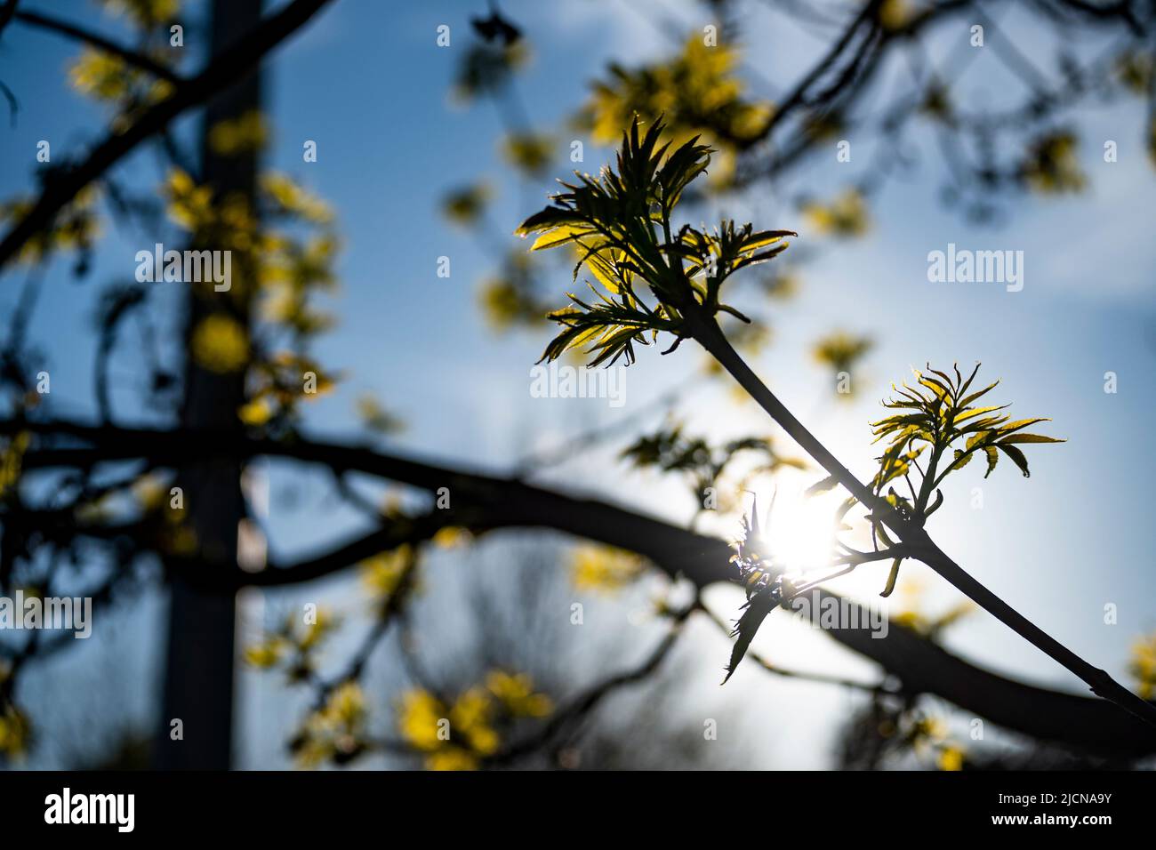 Spring season coming as young leaves grow on the branches of trees lit ...