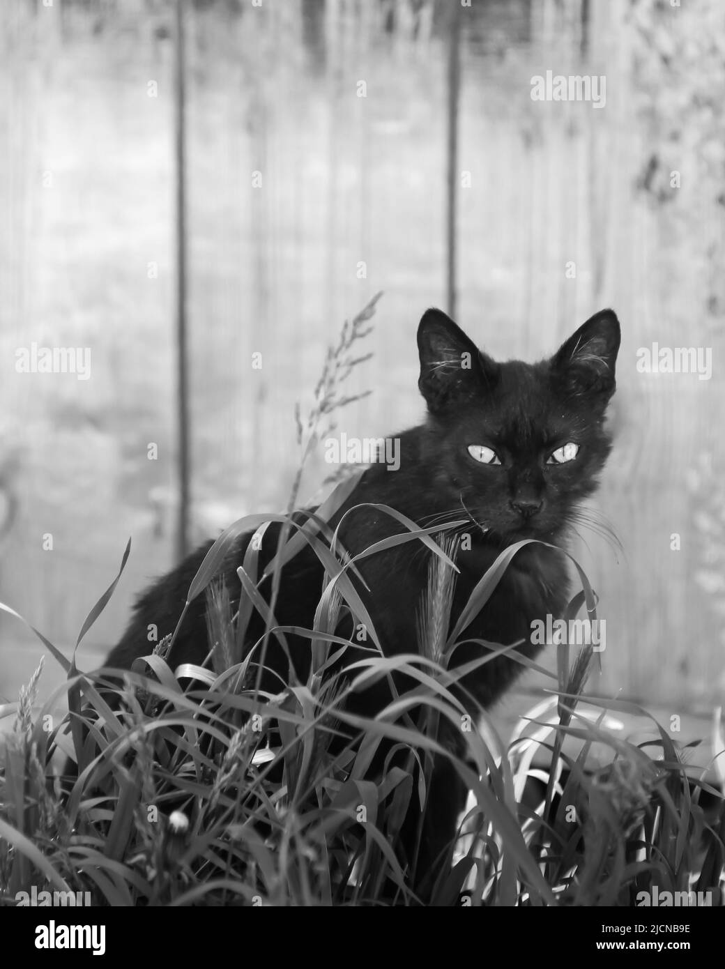 Eyes peeks hi-res stock photography and images - Alamy