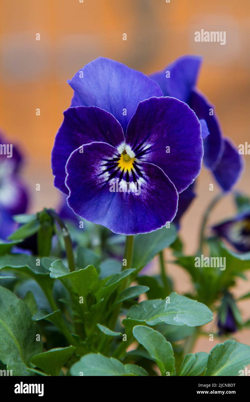 Closeup vertical image of pretty Sorbet Delft Blue Viola flower (Viola ...