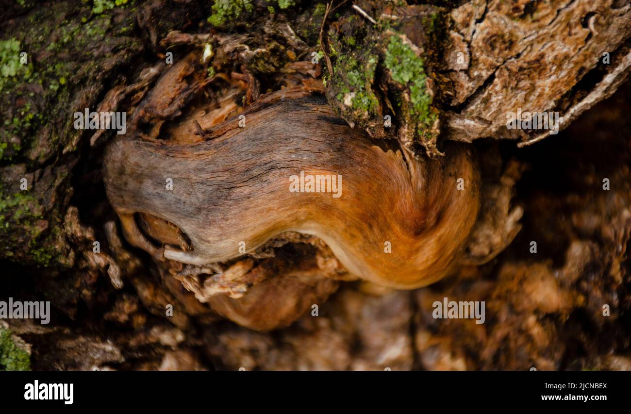 A gnarled twisted piece of wood with the bark worn away shows some ...