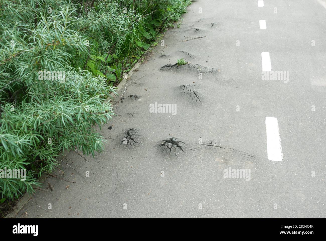 Sprouts from tree roots break through the asphalt. Cracks in the ...