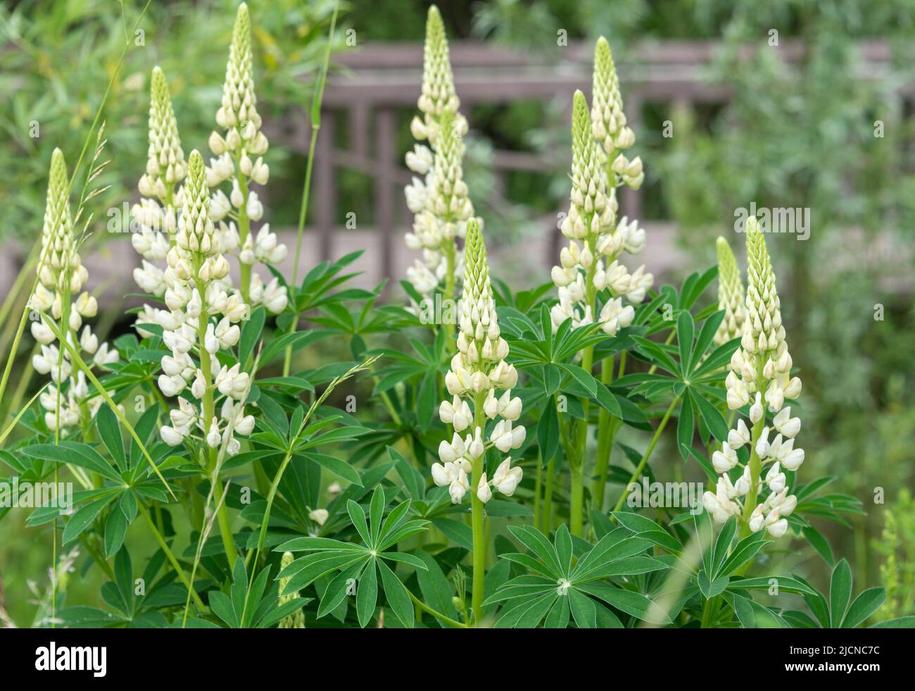 White lupins, or wolf bean, lat. Lupinus is a genus of plants in the ...