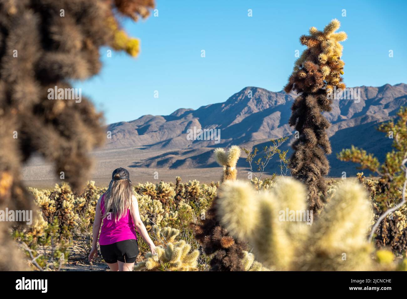 Hiker in Joshua Tree National Park in a field of cholla cactus on ...