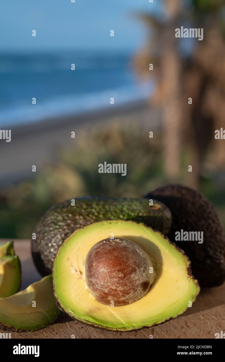 Cultivation of hass avocado fruits in Europe, new harvest of avocado in ...