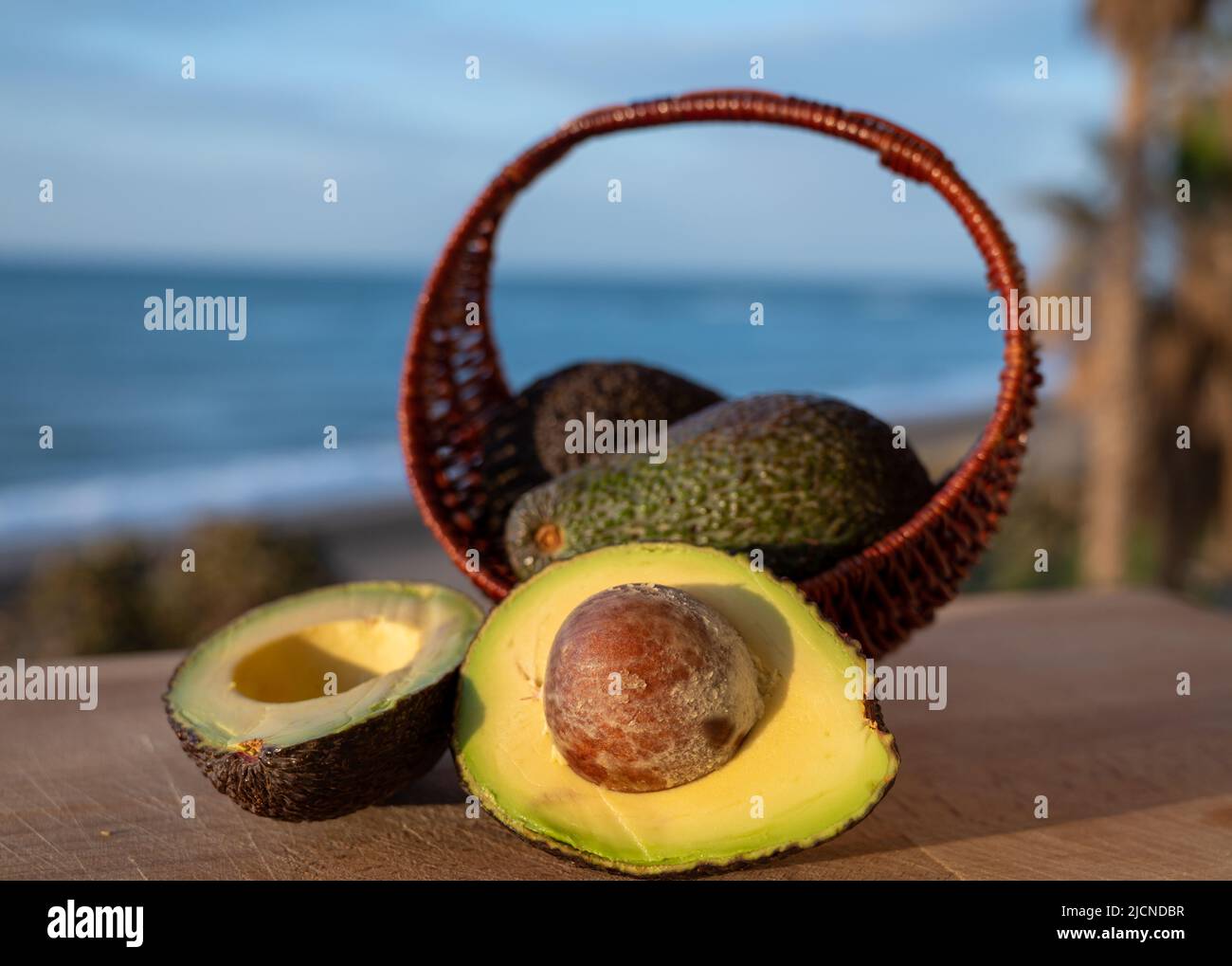 Cultivation of hass avocado fruits in Europe, new harvest of avocado in ...