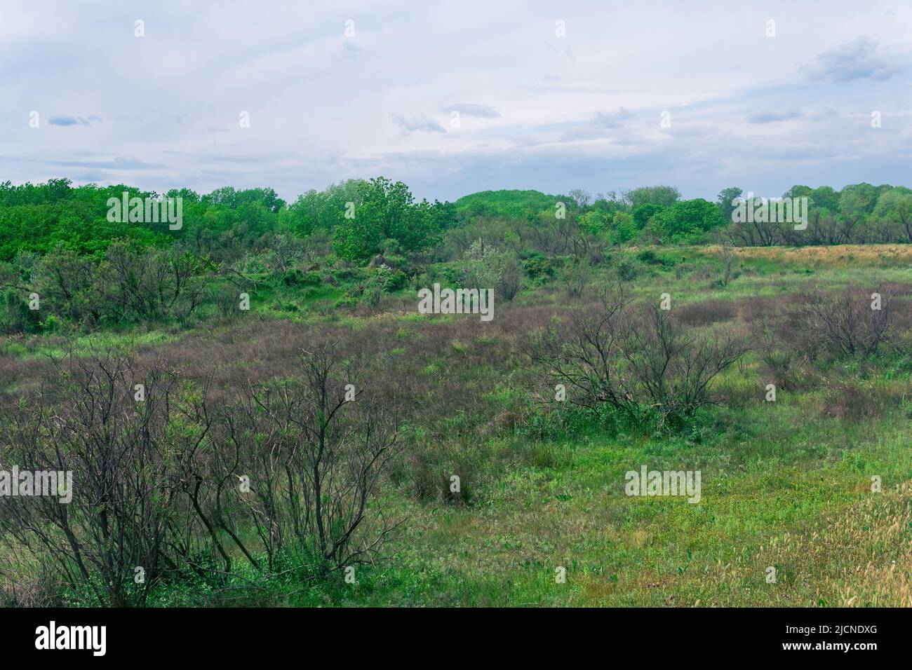 forest-steppe landscape in the Caspian lowland Stock Photo - Alamy