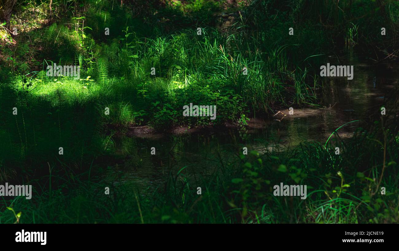 Small grassy stream creek hi-res stock photography and images - Alamy