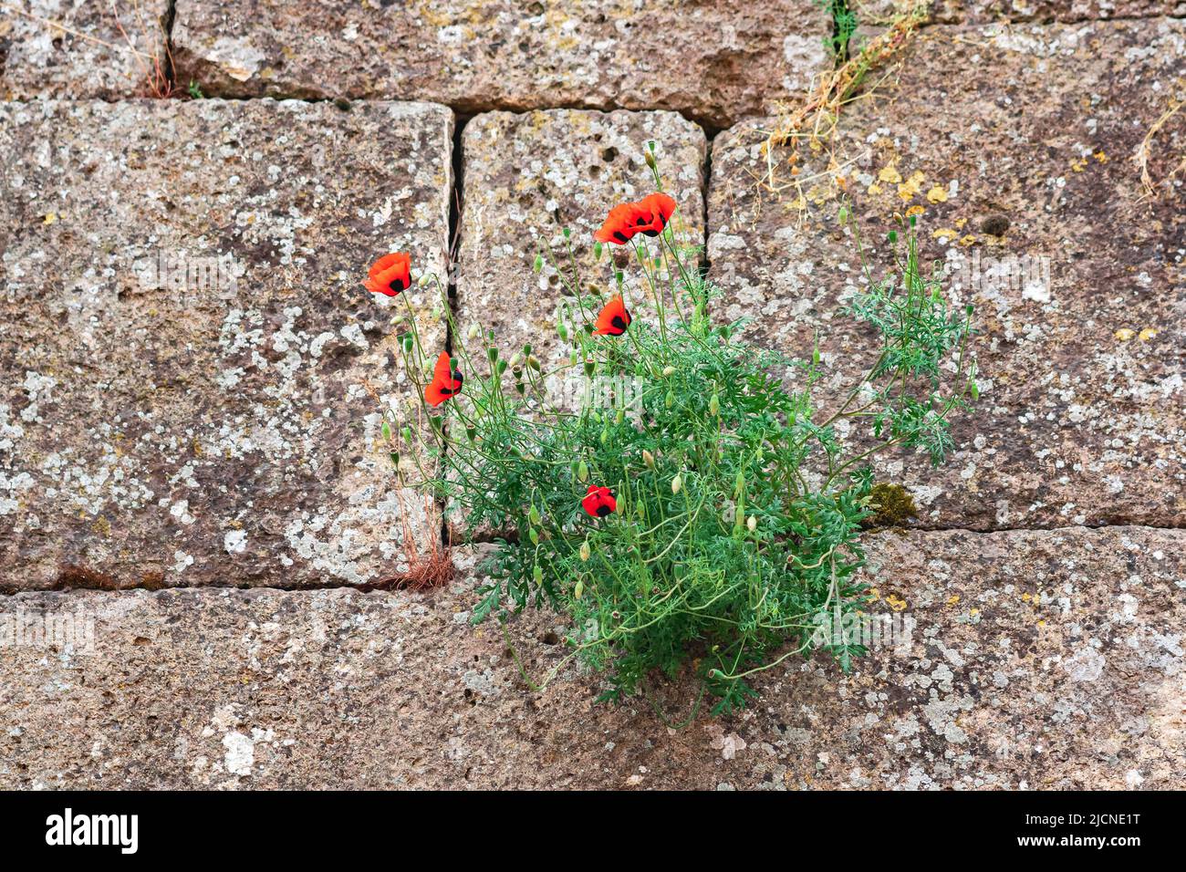 wall of an old castle with poppy flowers growing in the cracks of the ...