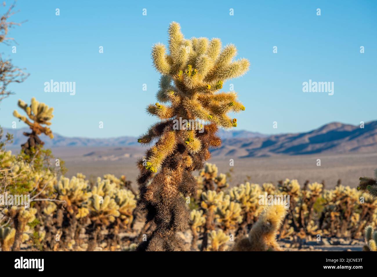 Unique, amazing Cholla Cactus seen in the wild with incredible Joshua ...