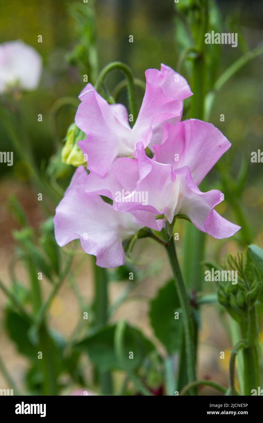 Fragrant garden flower hi-res stock photography and images - Alamy