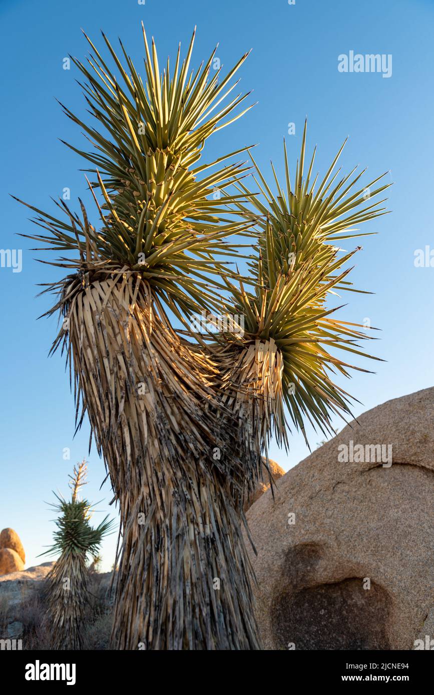 Stunning, healthy Joshua Tree close up with blue sky background Stock ...