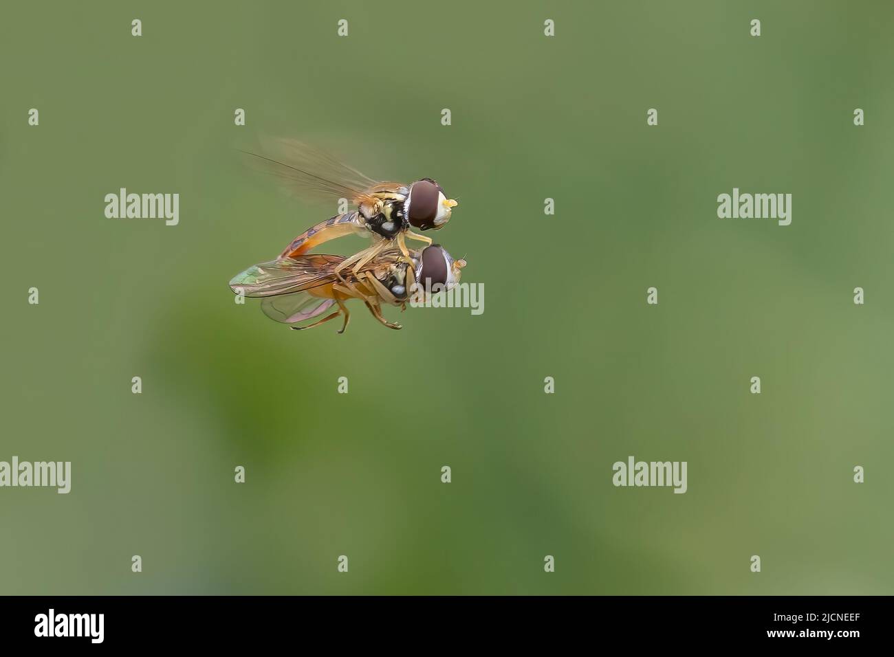 Mating hoverflies hi-res stock photography and images - Alamy