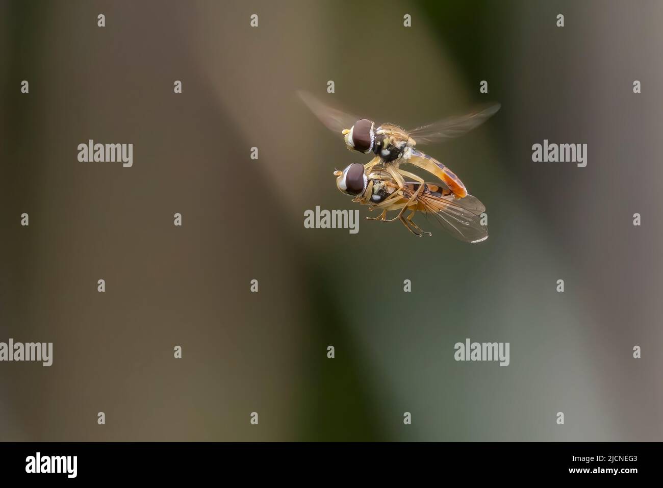 Hover Fly (Eupeodes spp.) mating in flight Stock Photo - Alamy