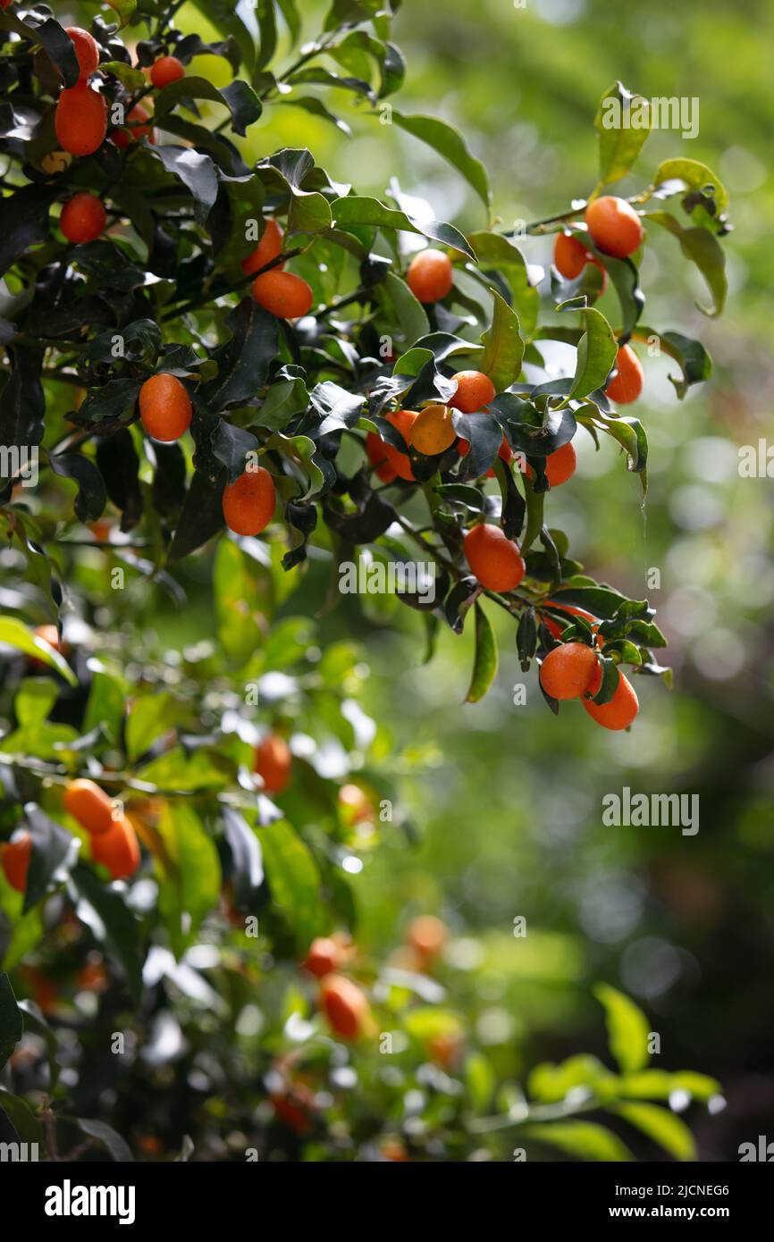 Still life with fresh fruit hi-res stock photography and images - Alamy