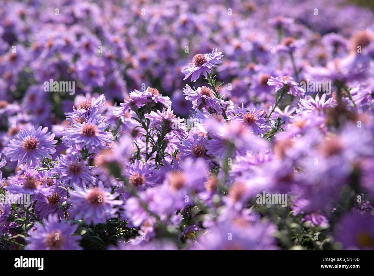 Extra large flowers hi-res stock photography and images - Alamy