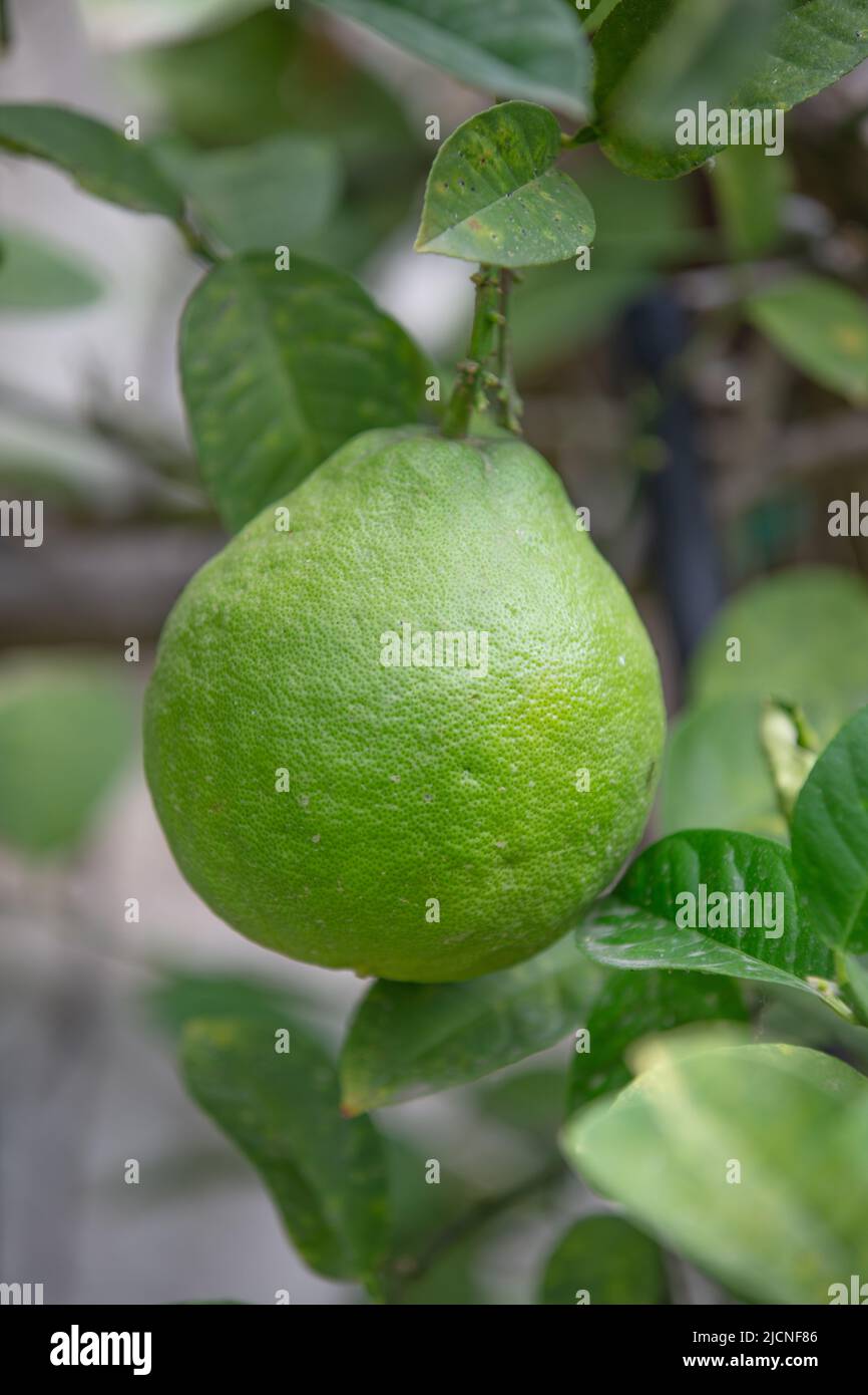 Beautiful fresh summer citrus fruits hi-res stock photography and ...