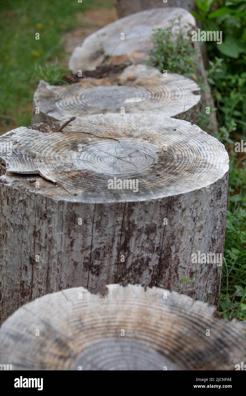 a row of tree logs Stock Photo - Alamy