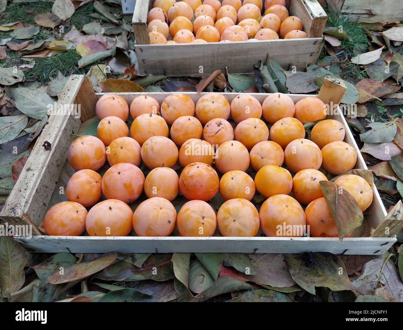 Boxes full of persimmon fruit just kept Stock Photo - Alamy