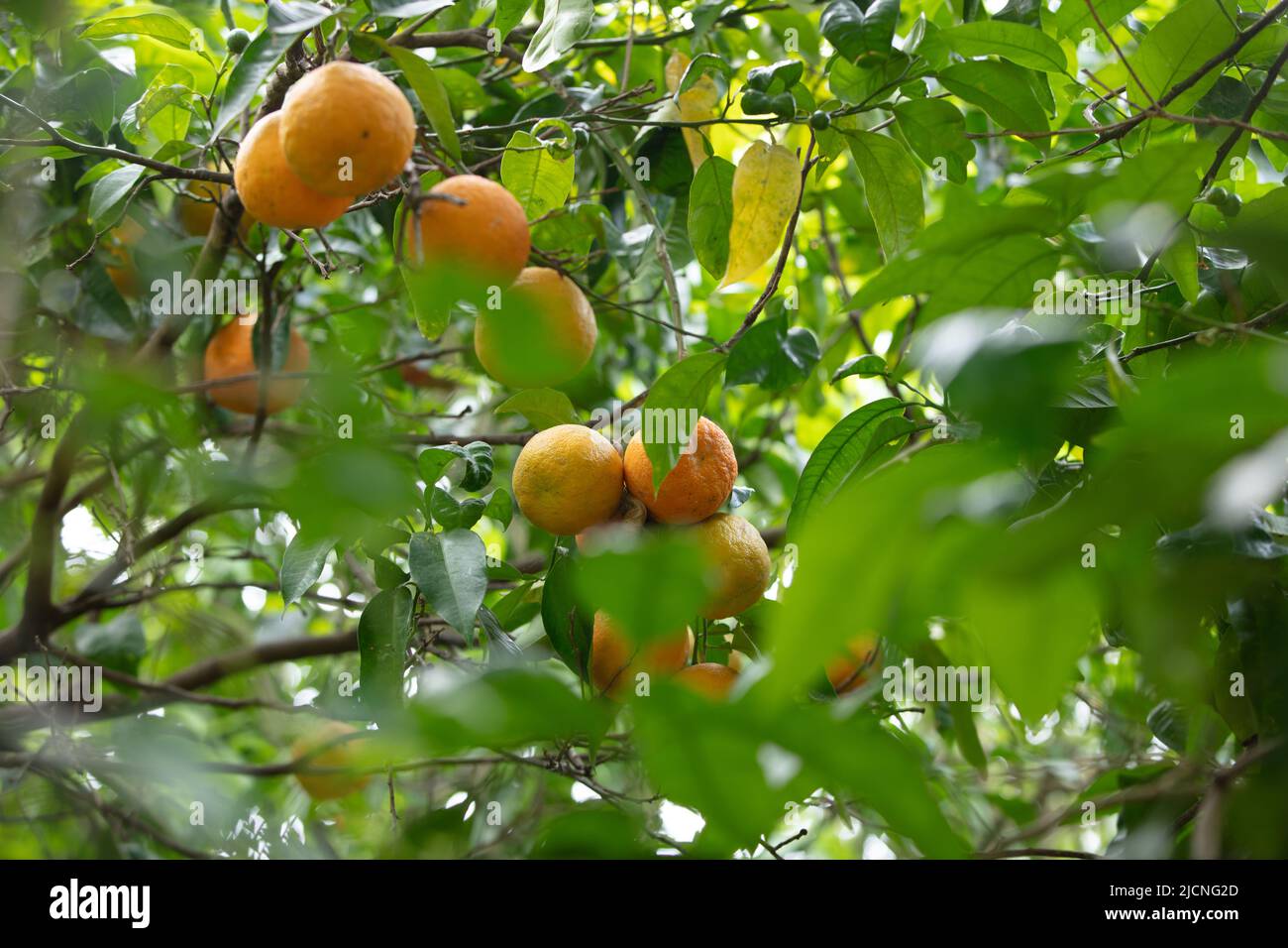 beautiful and delicious fresh fruit on tree branches Stock Photo - Alamy