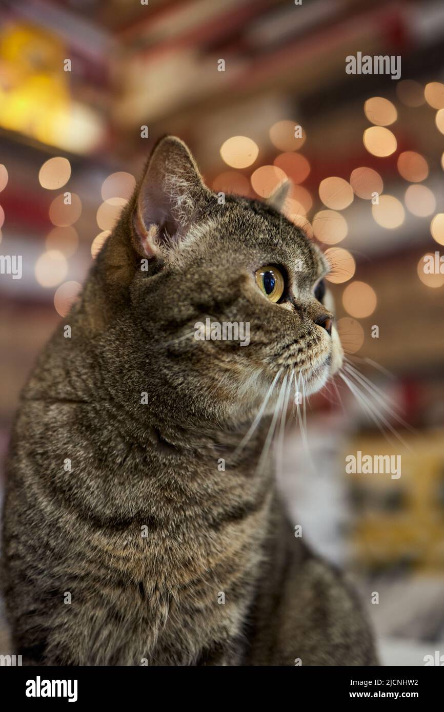 Cat breed British Blue is on the table Stock Photo - Alamy