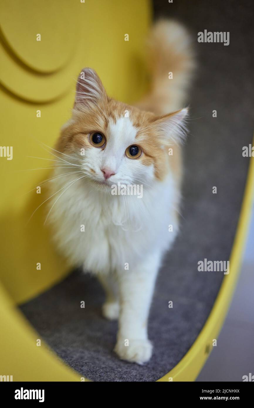Cat running wheel hi-res stock photography and images - Alamy