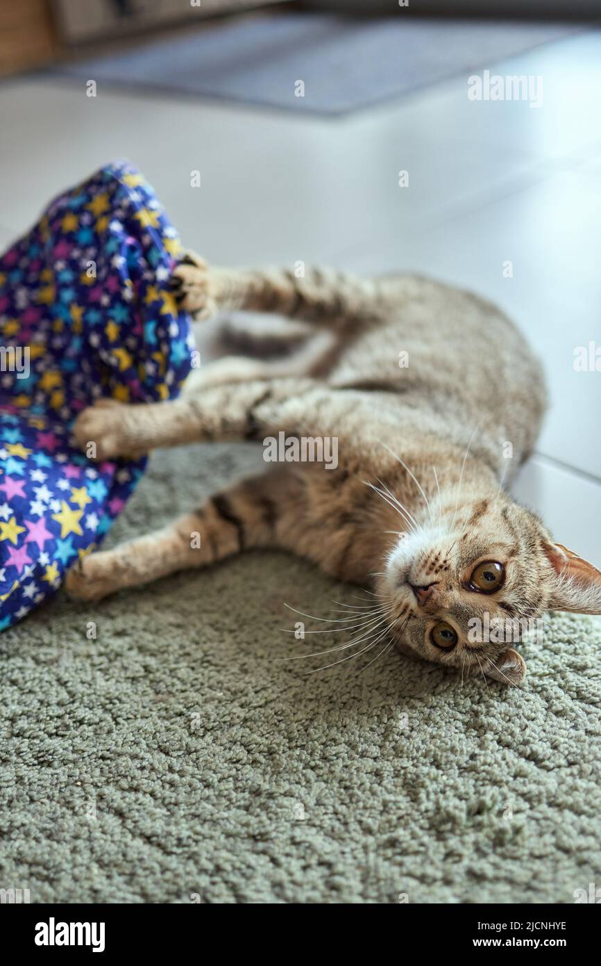 Calico Cat Framed and Alert in Cat Tunnel Toy Stock Photo - Alamy
