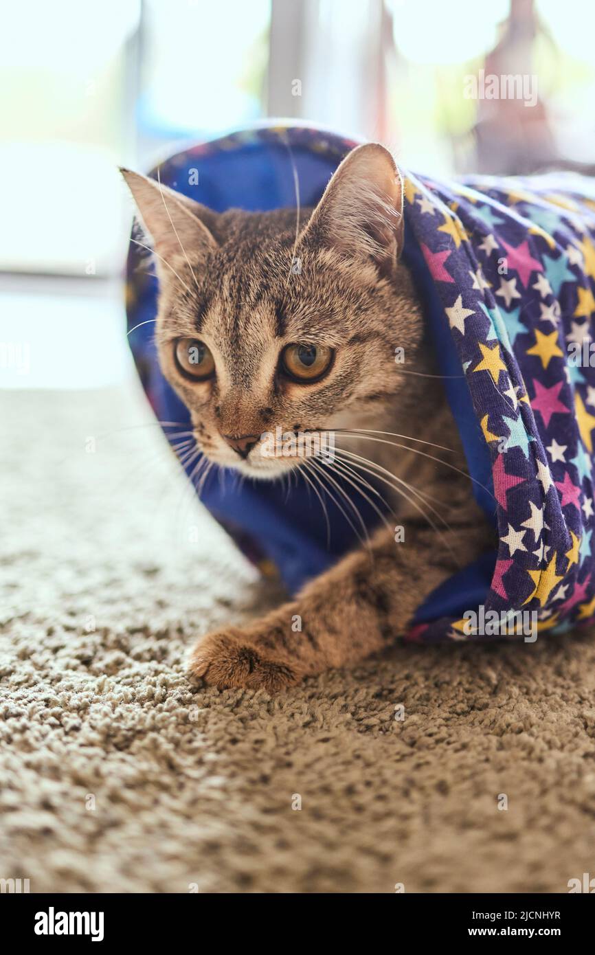 Calico Cat Framed and Alert in Cat Tunnel Toy Stock Photo - Alamy