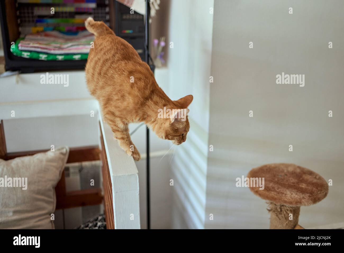 Funny domestic cat climbs up the cat pole Stock Photo - Alamy