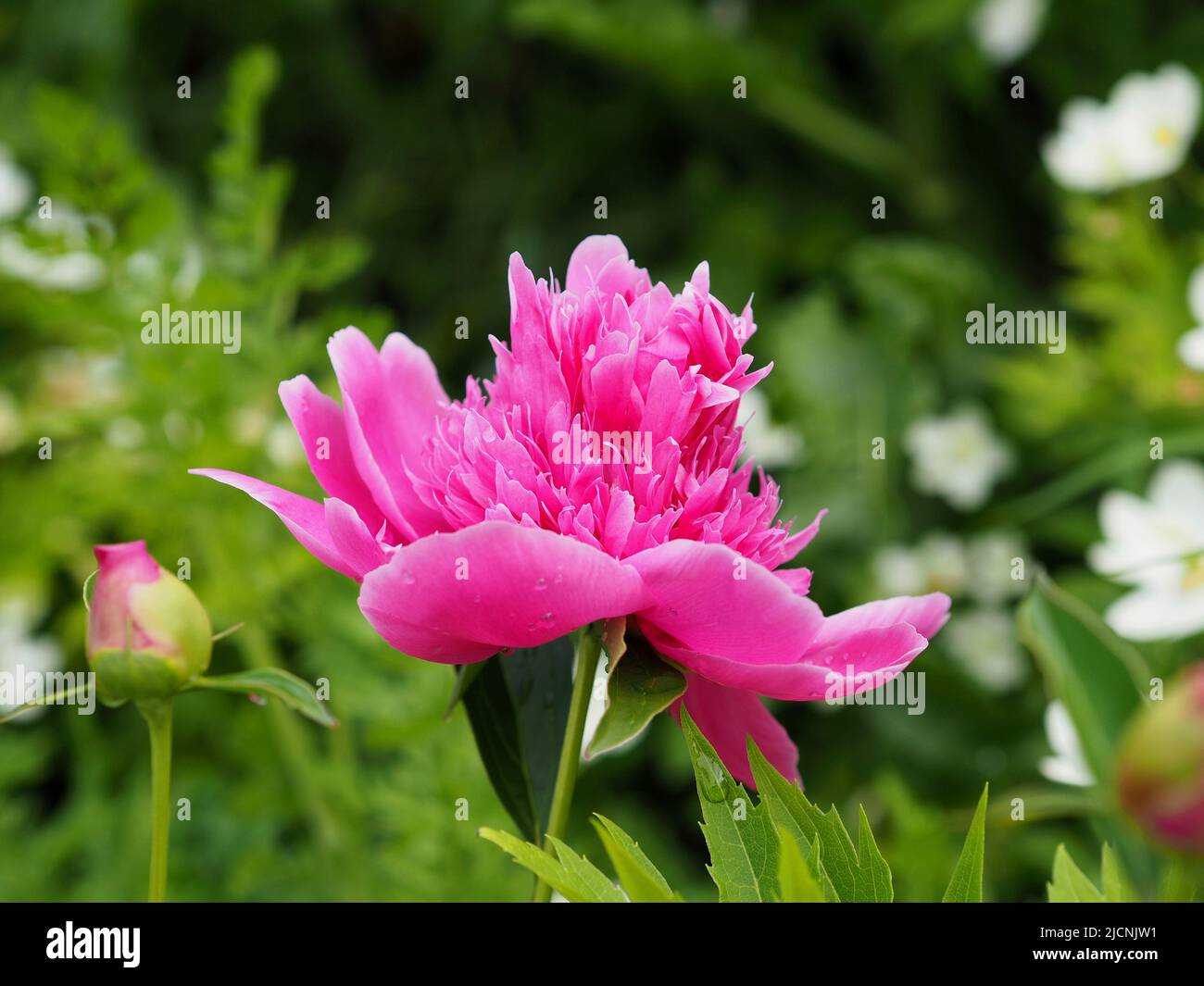 Wonderful hot pink garden peony (Paeonia lactiflora) in full bloom in ...