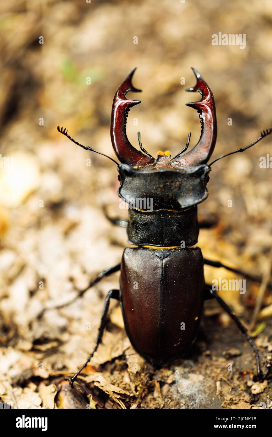 Close-up of rare largest species of european stag beetle standing on ...