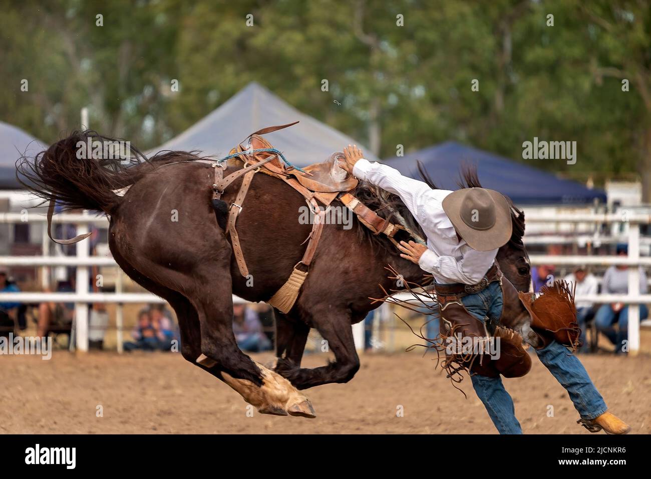 Cowboy falling off a bucking bronc at country rodeo Australia Stock ...