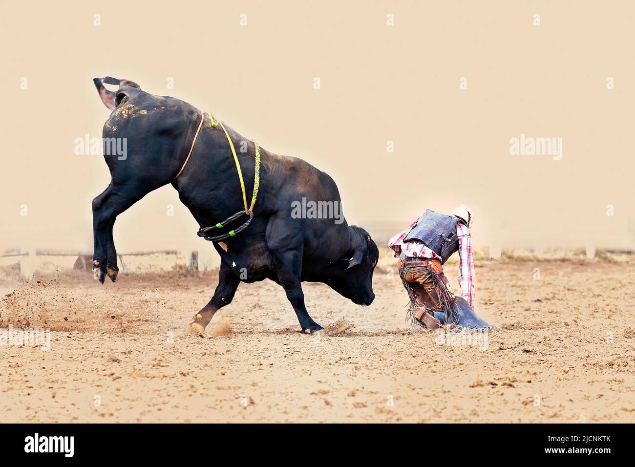 Cowboy bucked off bull hi-res stock photography and images - Alamy
